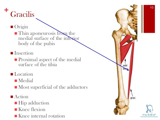 Gracilis :Origin,Insertion, Action & Nerve Supply » How To Relief Gracilis :Origin,Insertion, Action & Nerve Supply » How To Relief