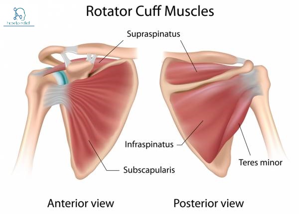Infraspinatus Muscle: Origin, Insertion, Nerve Supply & Action » How To ... Infraspinatus Muscle: Origin, Insertion, Nerve Supply & Action » How To ...