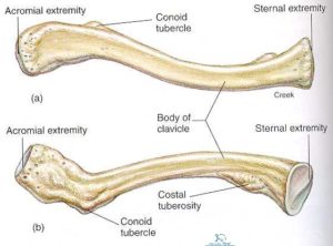 Clavicle Anatomy : Muscle Attachment & Collarbone Fracture » How To Relief