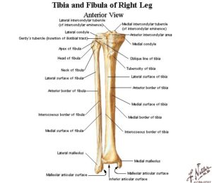Fibula Anatomy : Bony Landmarks & Muscle Attachment » How To Relief