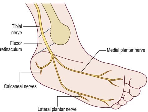 Tibial Nerve : Course, Motor & Sensory Innervation » How To Relief