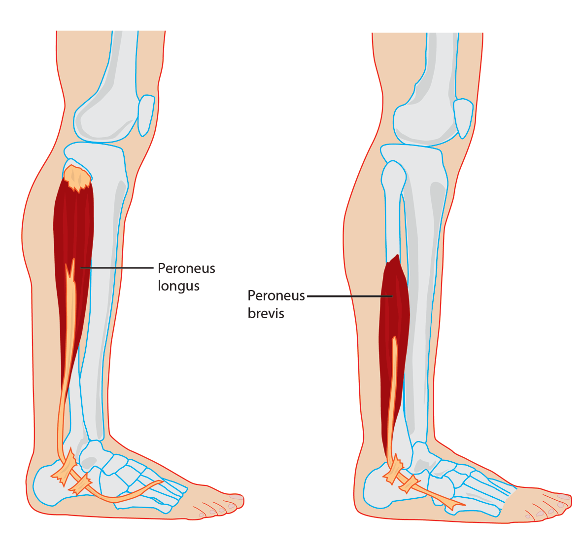 Peroneus Brevis: Origin, Insertion, Action & Nerve Supply » How To Relief Peroneus Brevis: Origin, Insertion, Action & Nerve Supply » How To Relief