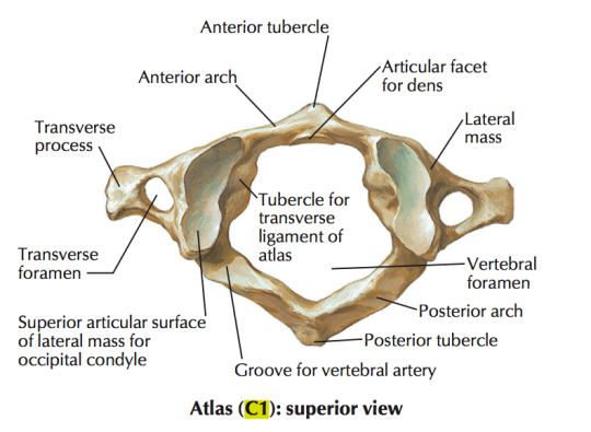 Atlas (C1 Vertebra): Anatomy, Functions, Labeled Diagram, 46% OFF Atlas (C1 Vertebra): Anatomy, Functions, Labeled Diagram, 46% OFF